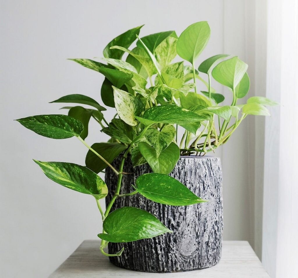 Cuidados del POTO o potus, una planta resistente y con estilo