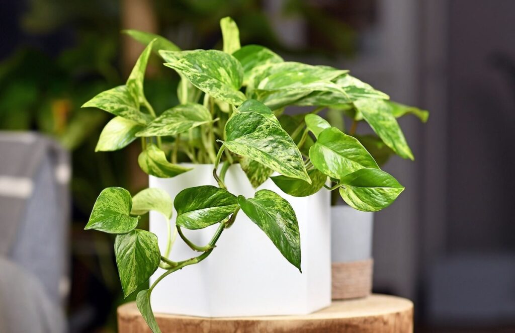 Cuidados del POTO o potus, una planta resistente y con estilo