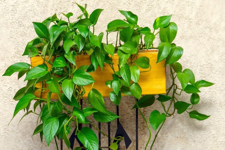 Cuidados del POTO o potus, una planta resistente y con estilo