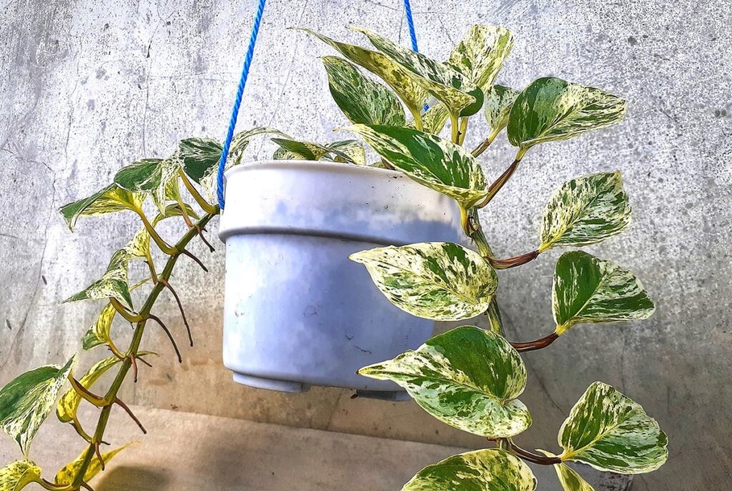 Cuidados del POTO o potus, una planta resistente y con estilo