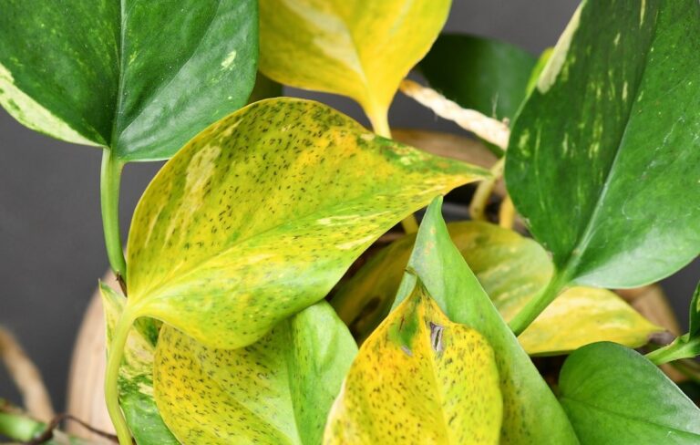 Cuidados del POTO o potus, una planta resistente y con estilo