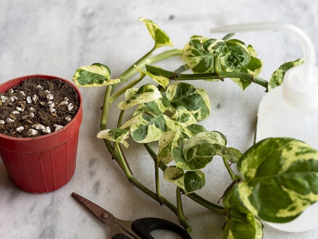 Cuidados del POTO o potus, una planta resistente y con estilo