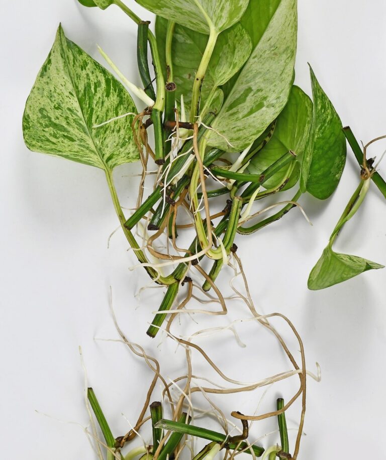 Cuidados del POTO o potus, una planta resistente y con estilo