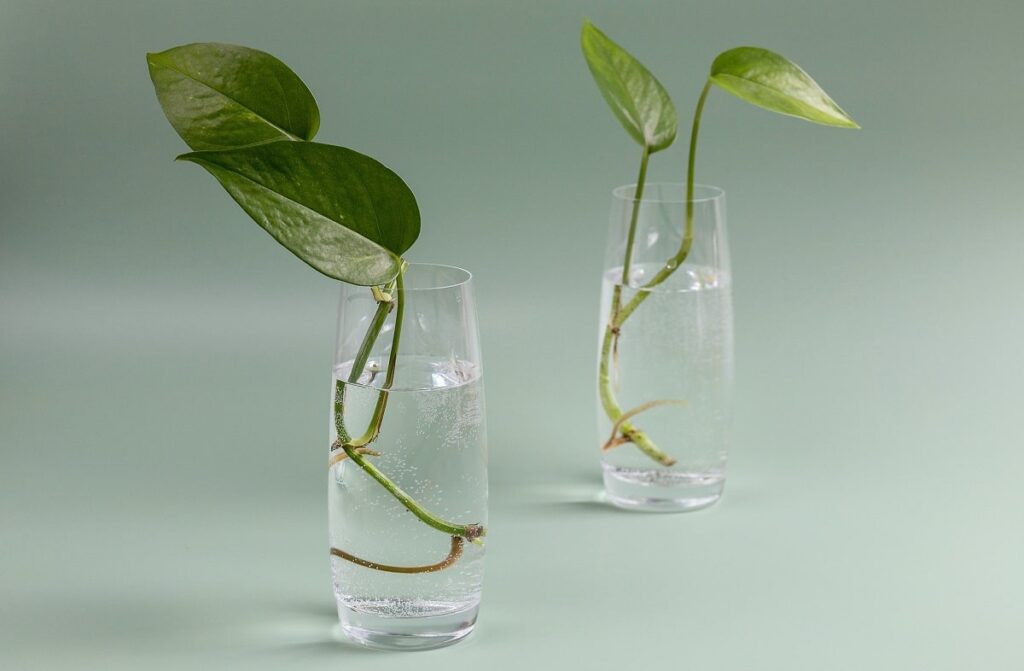 Cuidados del POTO o potus, una planta resistente y con estilo