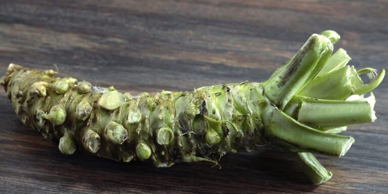 Wasabi planta: Cultivo paso a paso y Propiedades relevantes
