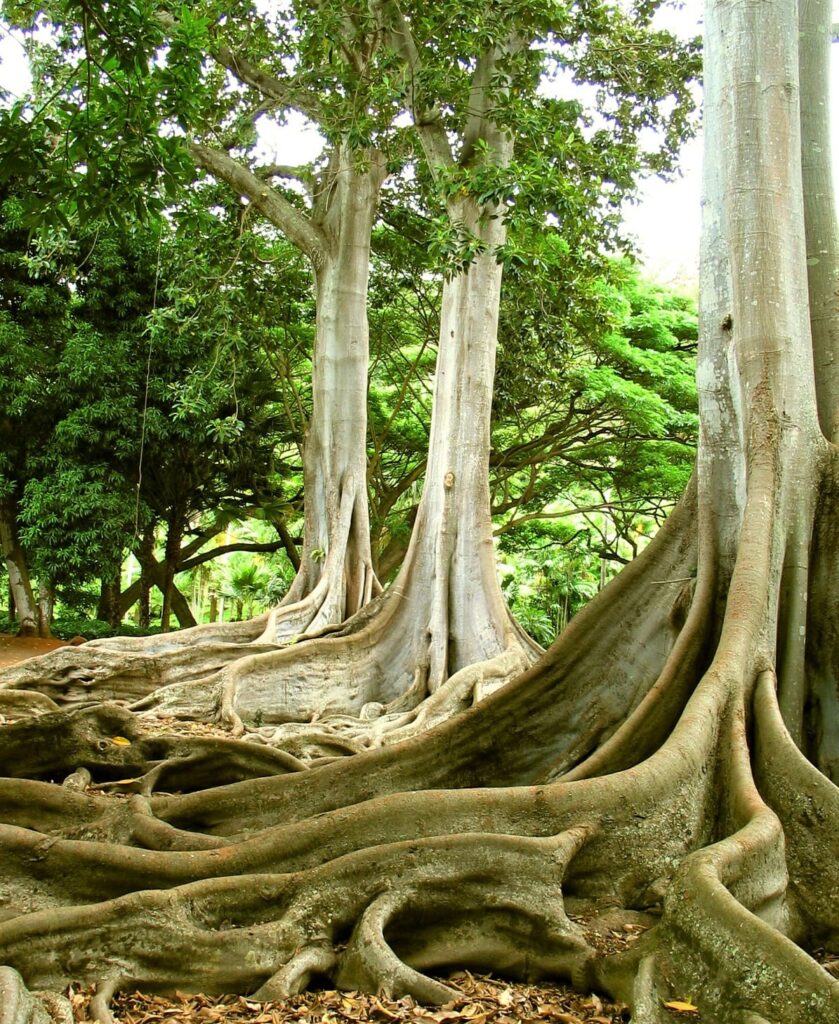 37 TIPOS de FICUS: Fotos y cuidados (para interior o exterior)