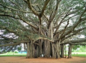 37 TIPOS de FICUS: Fotos y cuidados (para interior o exterior)