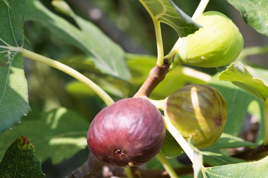 37 TIPOS de FICUS: Fotos y cuidados (para interior o exterior)
