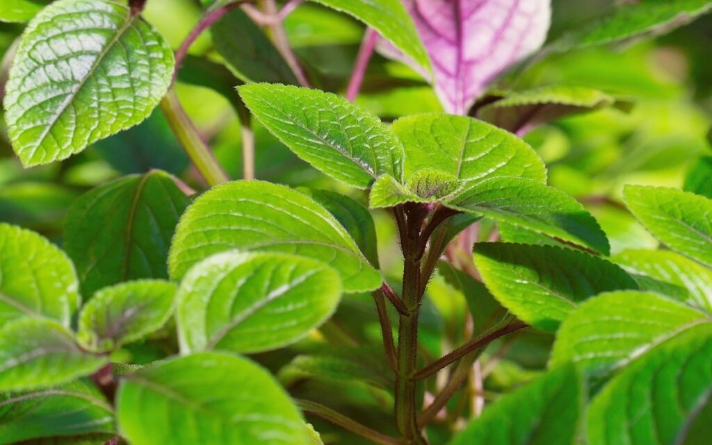 16 Tipos de MENTA: Propiedades, Diferencias y Fotos