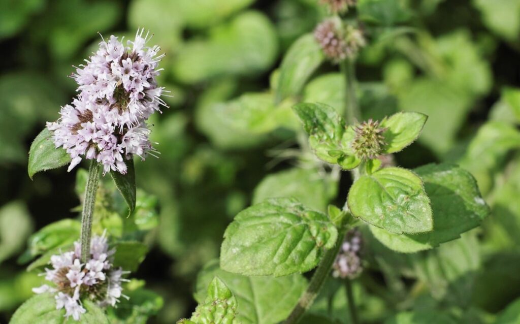 16 Tipos de MENTA: Propiedades, Diferencias y Fotos