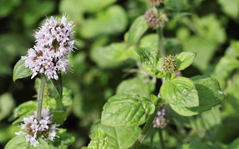 16 Tipos de MENTA: Propiedades, Diferencias y Fotos