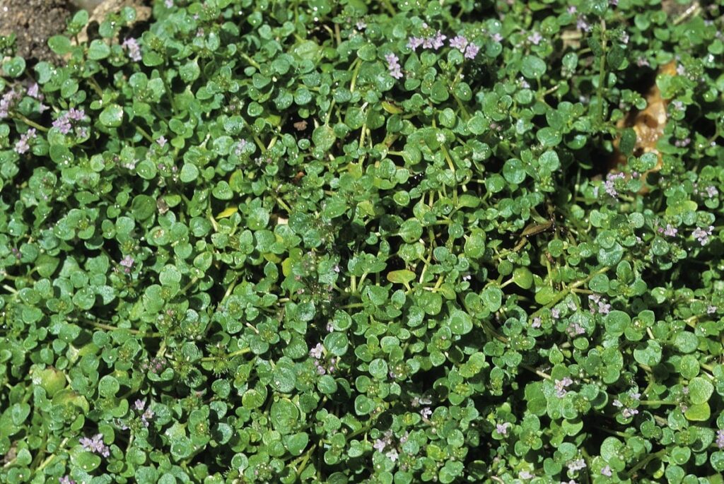 16 Tipos de MENTA: Propiedades, Diferencias y Fotos