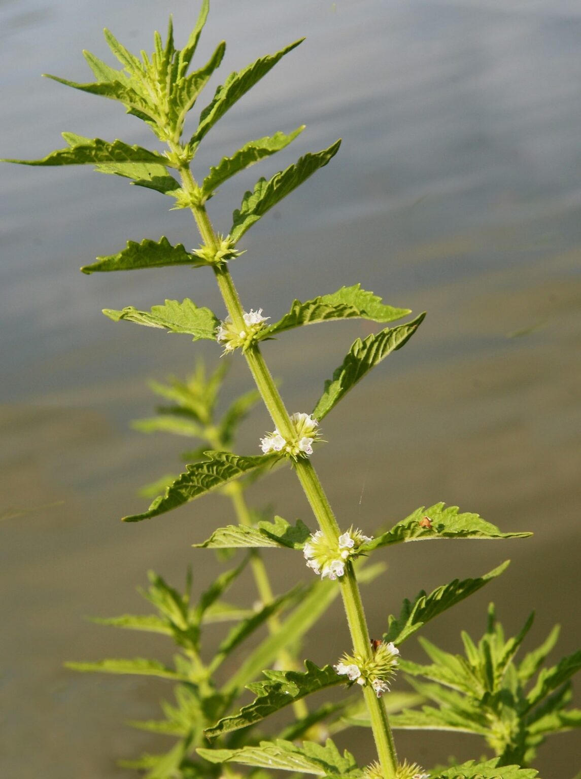 16 Tipos de MENTA: Propiedades, Diferencias y Fotos