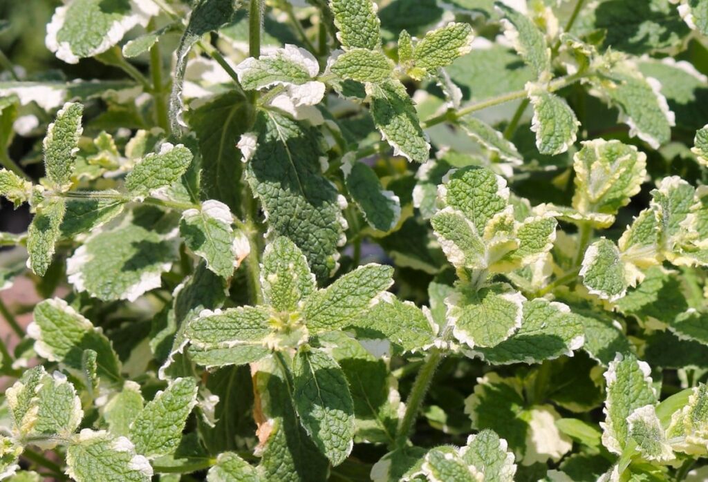 16 Tipos de MENTA: Propiedades, Diferencias y Fotos