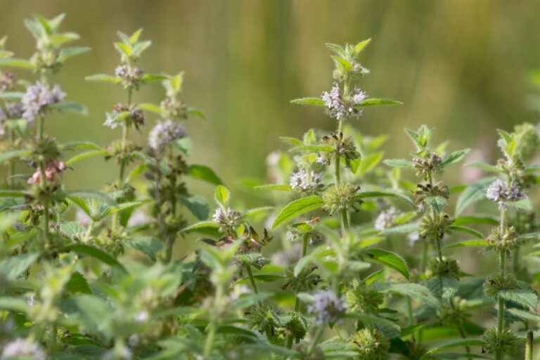 16 Tipos de MENTA: Propiedades, Diferencias y Fotos