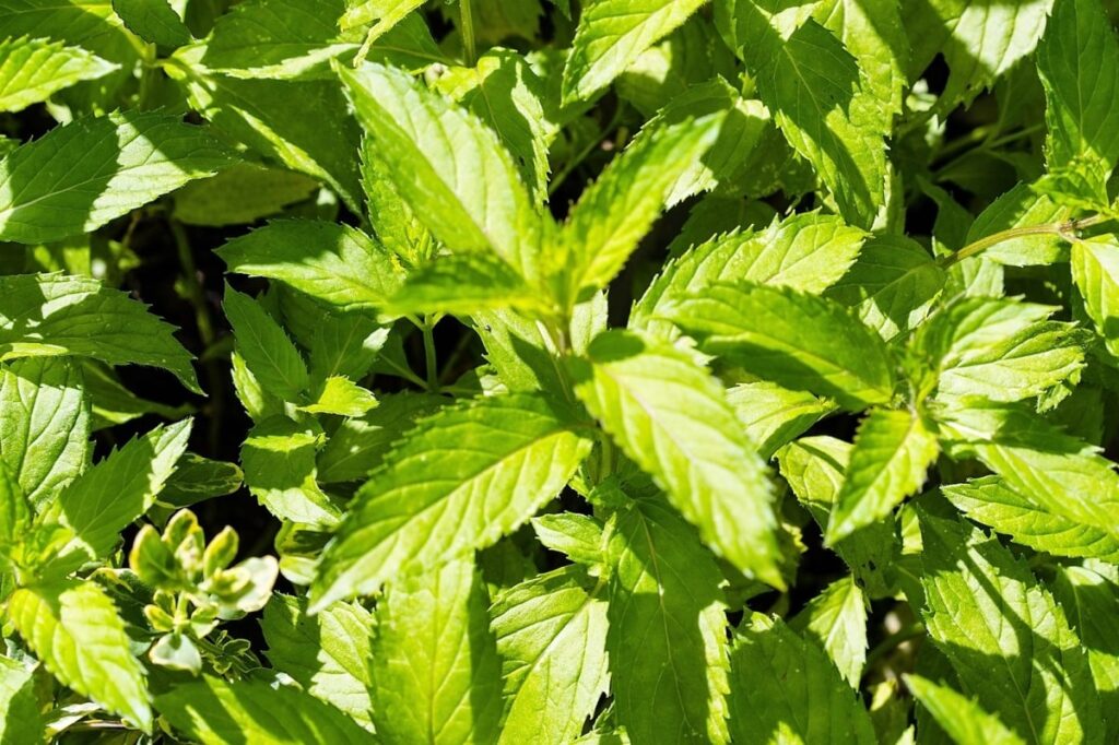 16 Tipos de MENTA: Propiedades, Diferencias y Fotos