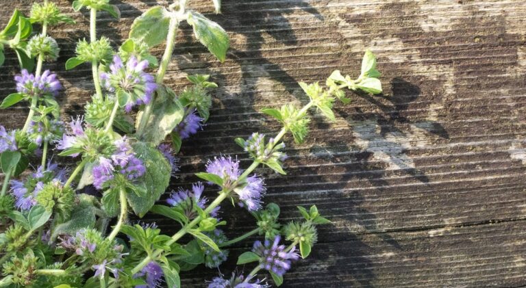 16 Tipos de MENTA: Propiedades, Diferencias y Fotos