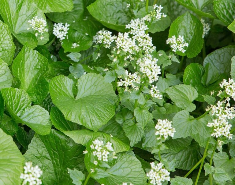 Wasabi planta: Cultivo paso a paso y Propiedades relevantes