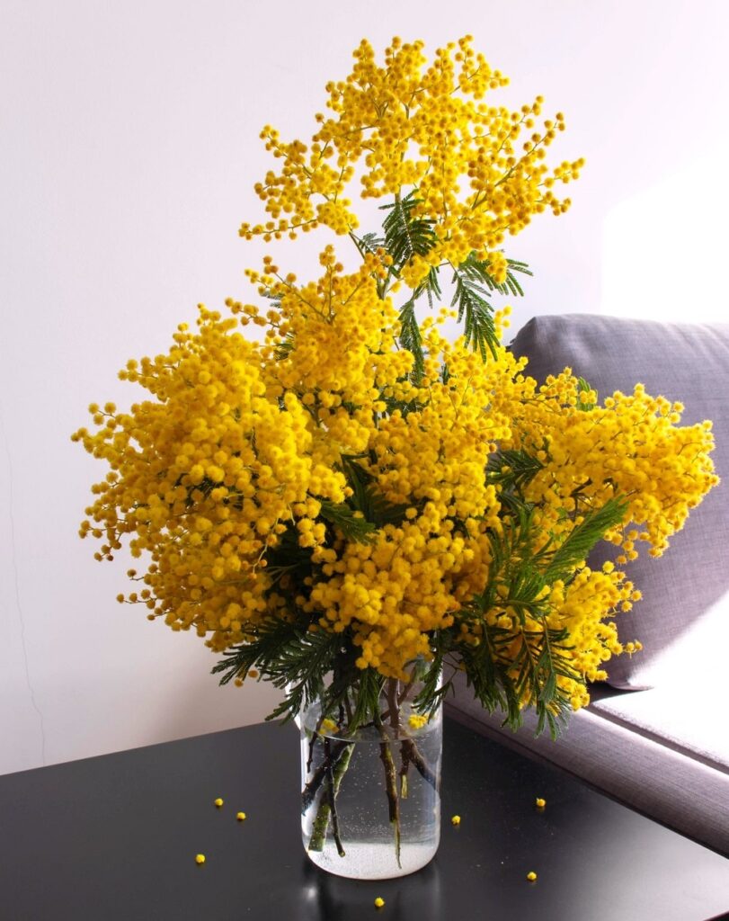 Acacia: Especies en España, Características y Propiedades