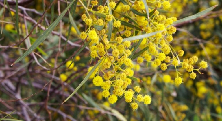 Acacia: Especies en España, Características y Propiedades