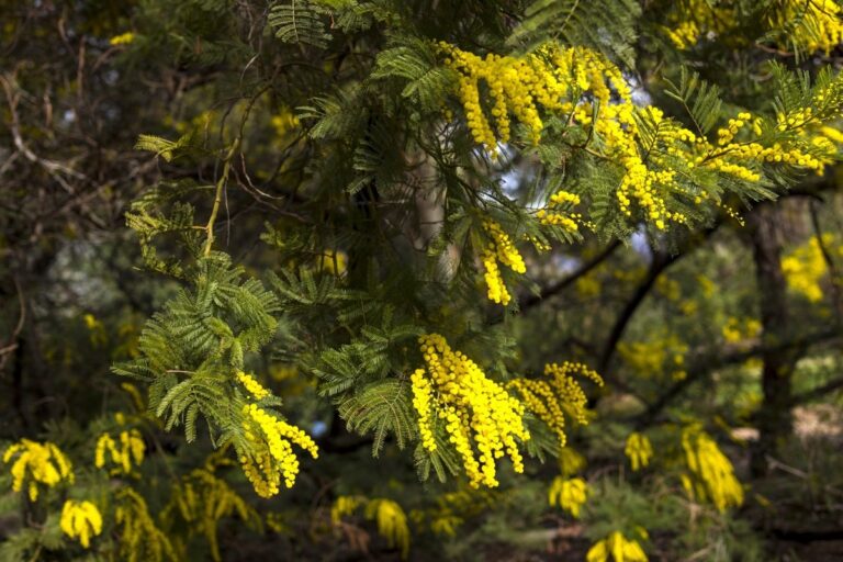 Acacia: Especies en España, Características y Propiedades