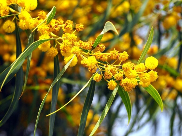 Acacia: Especies en España, Características y Propiedades