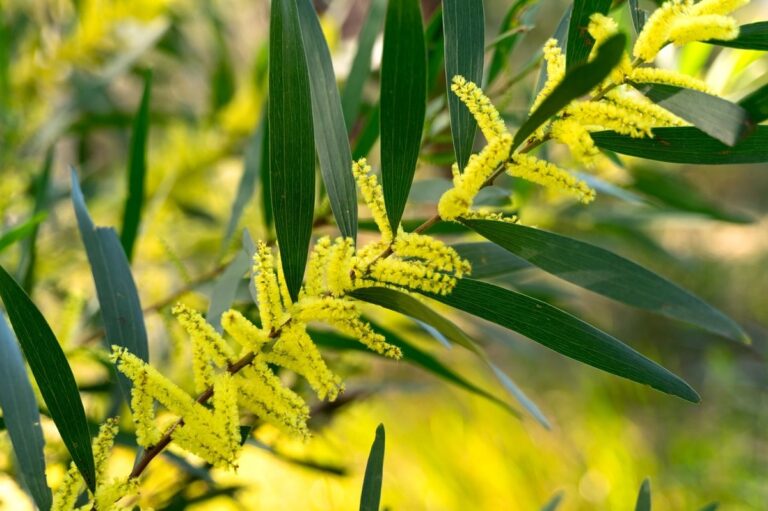 Acacia: Especies en España, Características y Propiedades