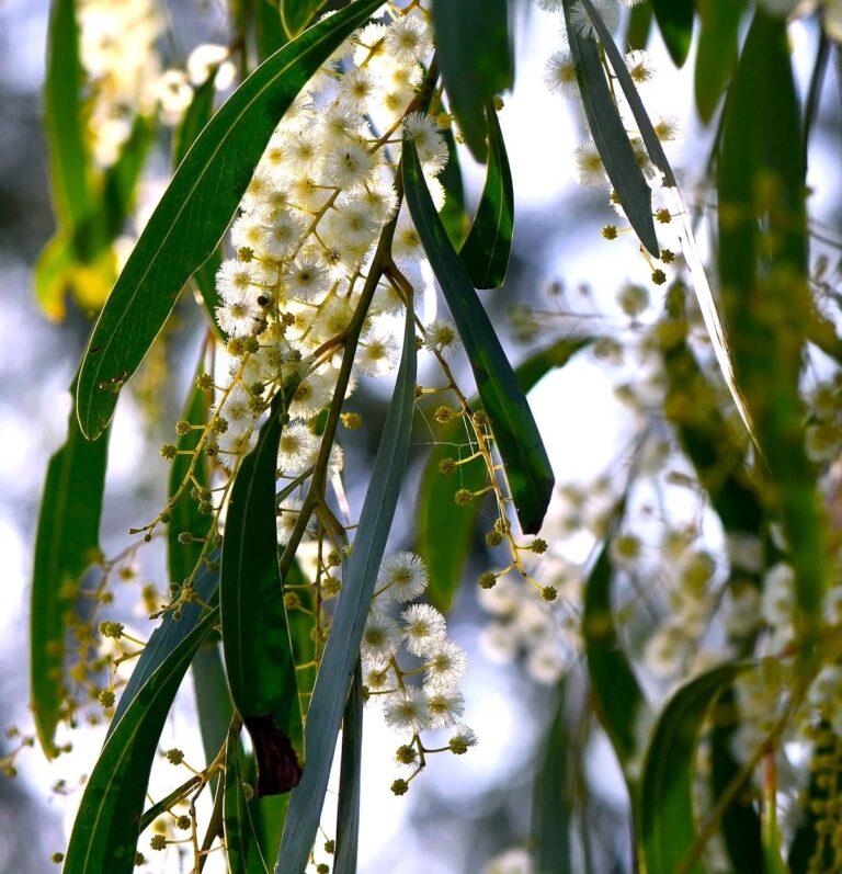 Acacia: Especies en España, Características y Propiedades