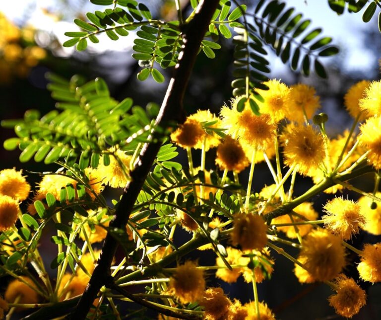 Acacia: Especies en España, Características y Propiedades