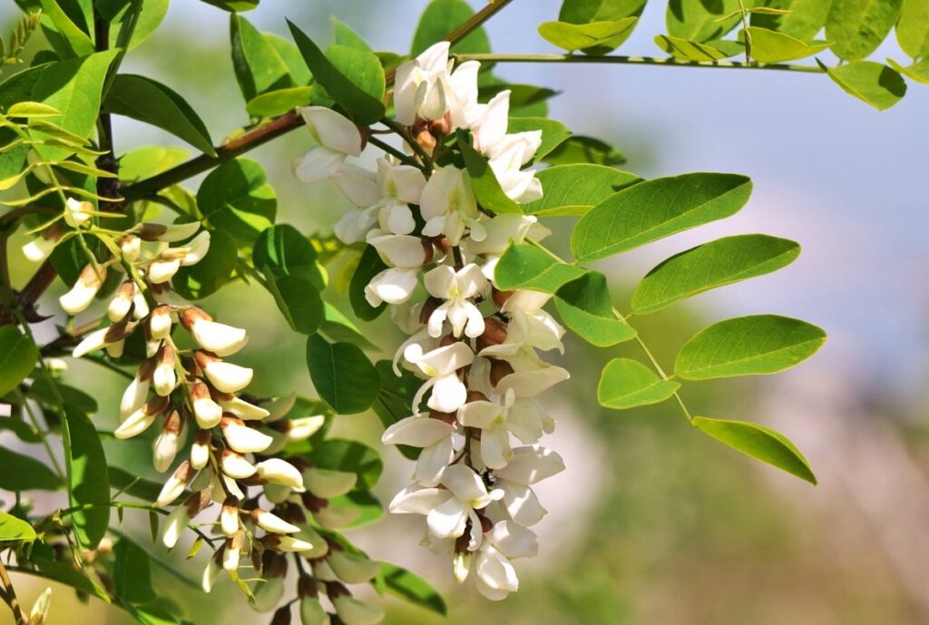 Acacia: Especies en España, Características y Propiedades