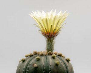 Cactus con flor: 7 especies preciosas (y cómo cuidarlas)