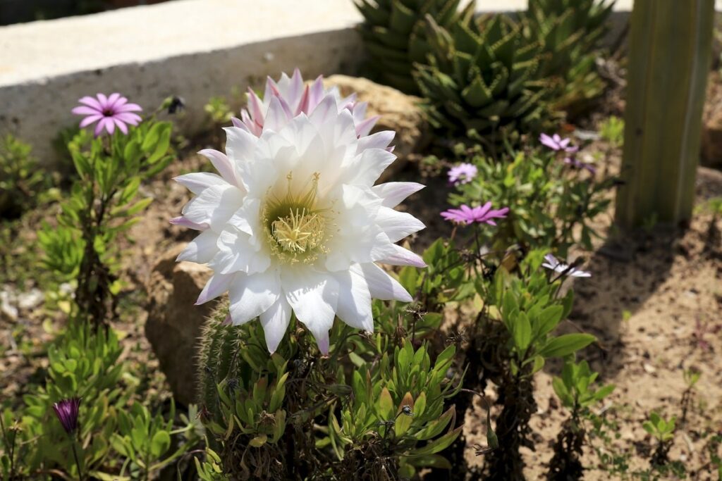 Cactus con flor: 7 especies preciosas (y cómo cuidarlas)