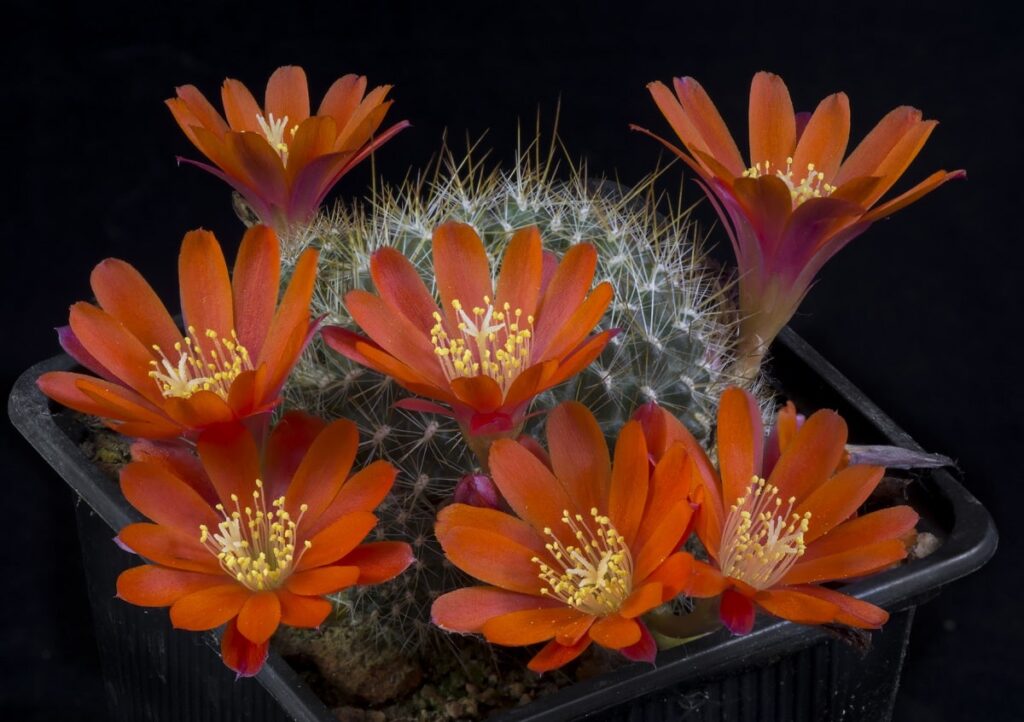 Cactus con flor: 7 especies preciosas (y cómo cuidarlas)