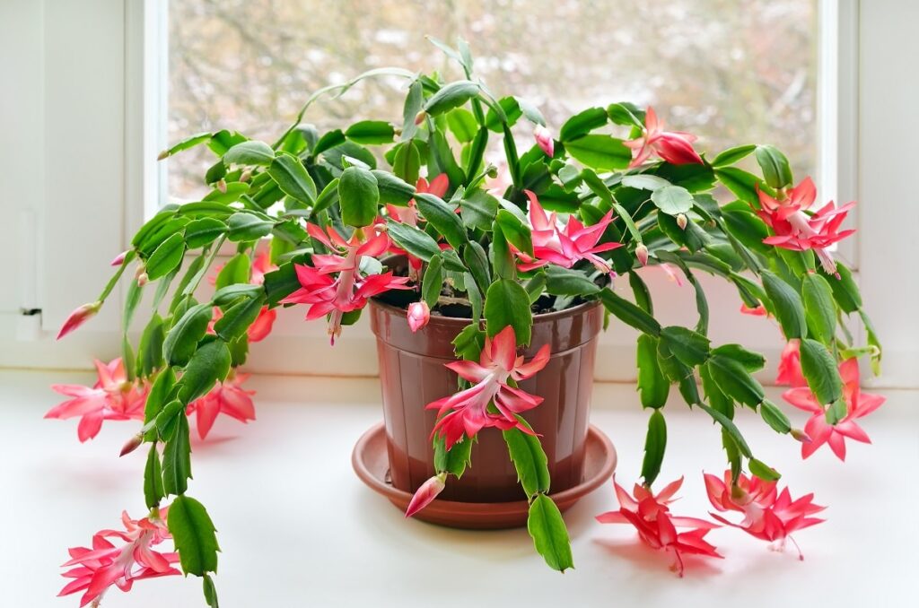 Cactus con flor: 7 especies preciosas (y cómo cuidarlas)