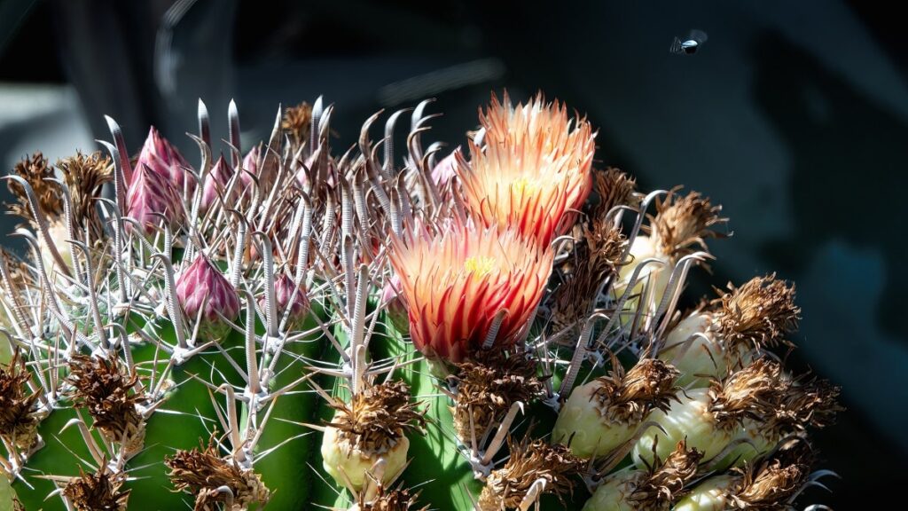 Cactus con flor: 7 especies preciosas (y cómo cuidarlas)
