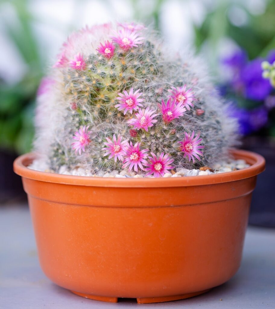 Cactus con flor: 7 especies preciosas (y cómo cuidarlas)