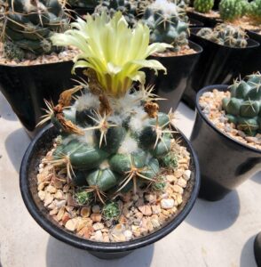 Cactus con flor: 7 especies preciosas (y cómo cuidarlas)