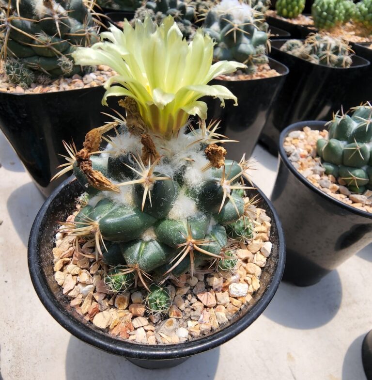 Cactus con flor: 7 especies preciosas (y cómo cuidarlas)