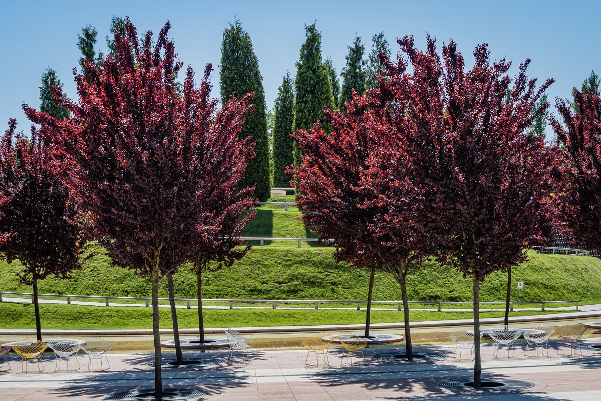 Ciruelo ROJO Todo Sobre El rbol Urbano M s Bonito