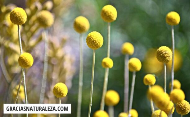 Craspedia globosa - Cuidados, Características y Siembra