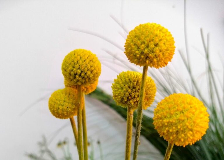 Craspedia globosa - Cuidados, Características y Siembra