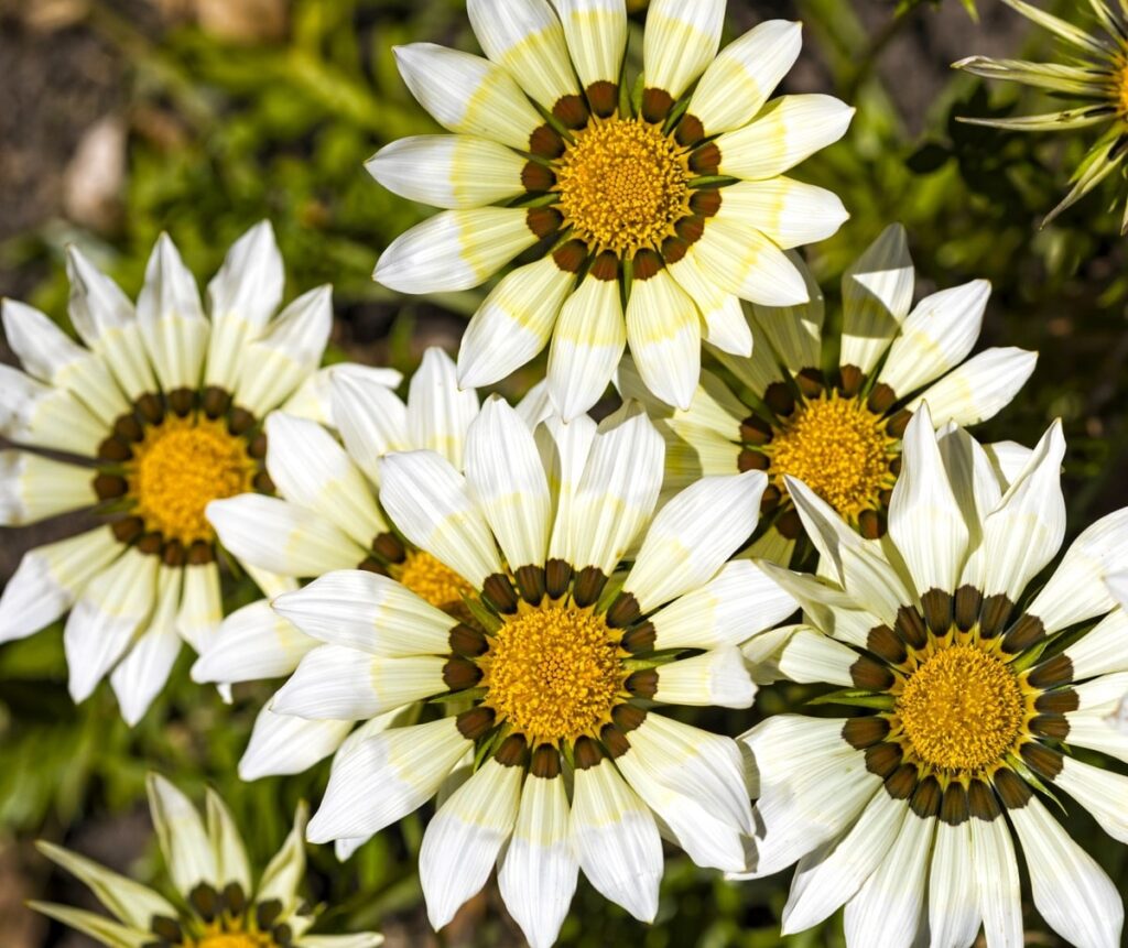Cuidados de la GAZANIA, una flor realmente preciosa