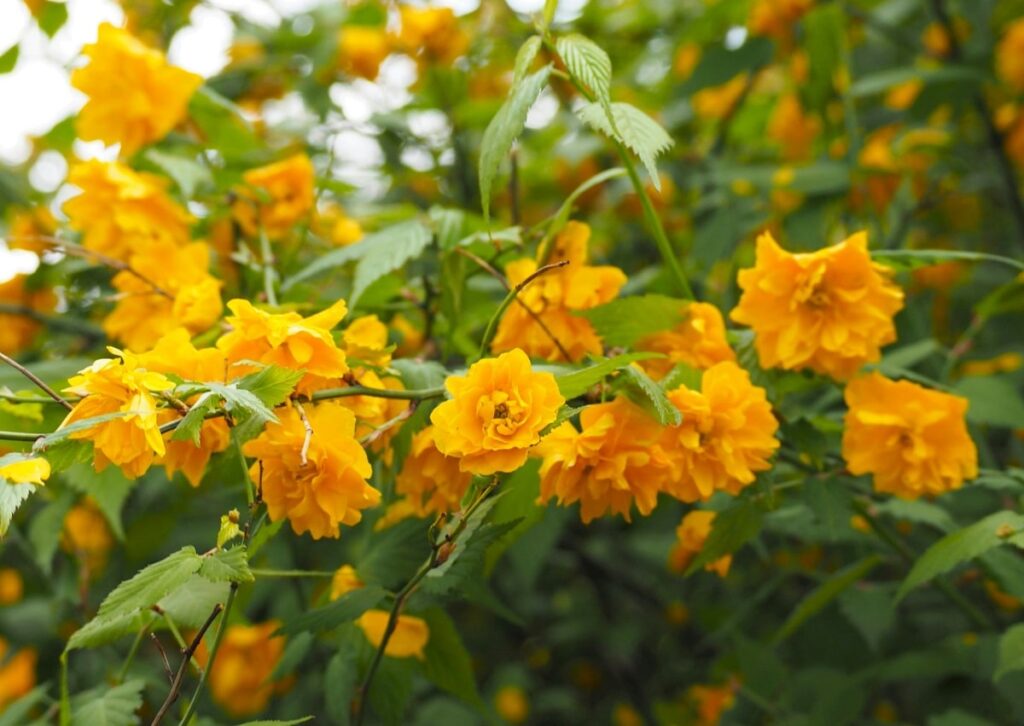 Kerria japonica, flores amarillas por un tubo (Guía de cuidados)