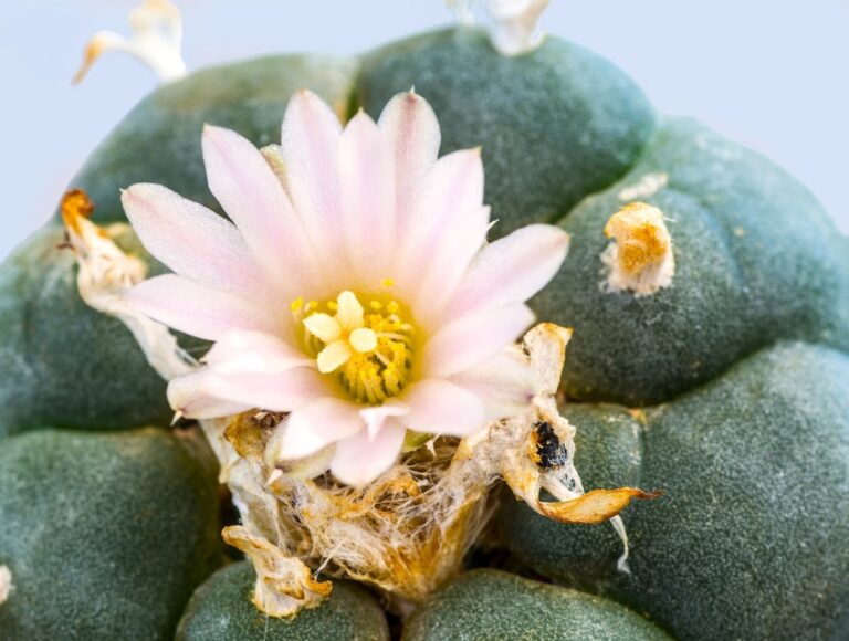 PEYOTE - Qué es, Cuidados e Información sobre su legalidad