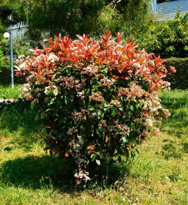 Photinia Red Robin: Características, Cuidados y Problemas