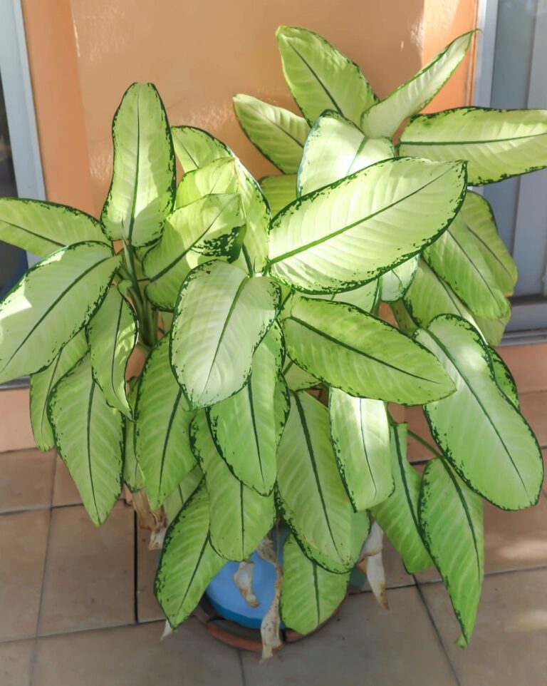 50 PLANTAS DE INTERIOR: Resistentes y de varios tamaños