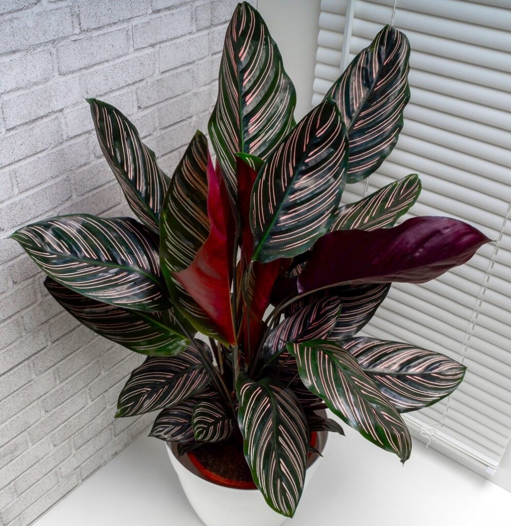 50 PLANTAS DE INTERIOR: Resistentes y de varios tamaños