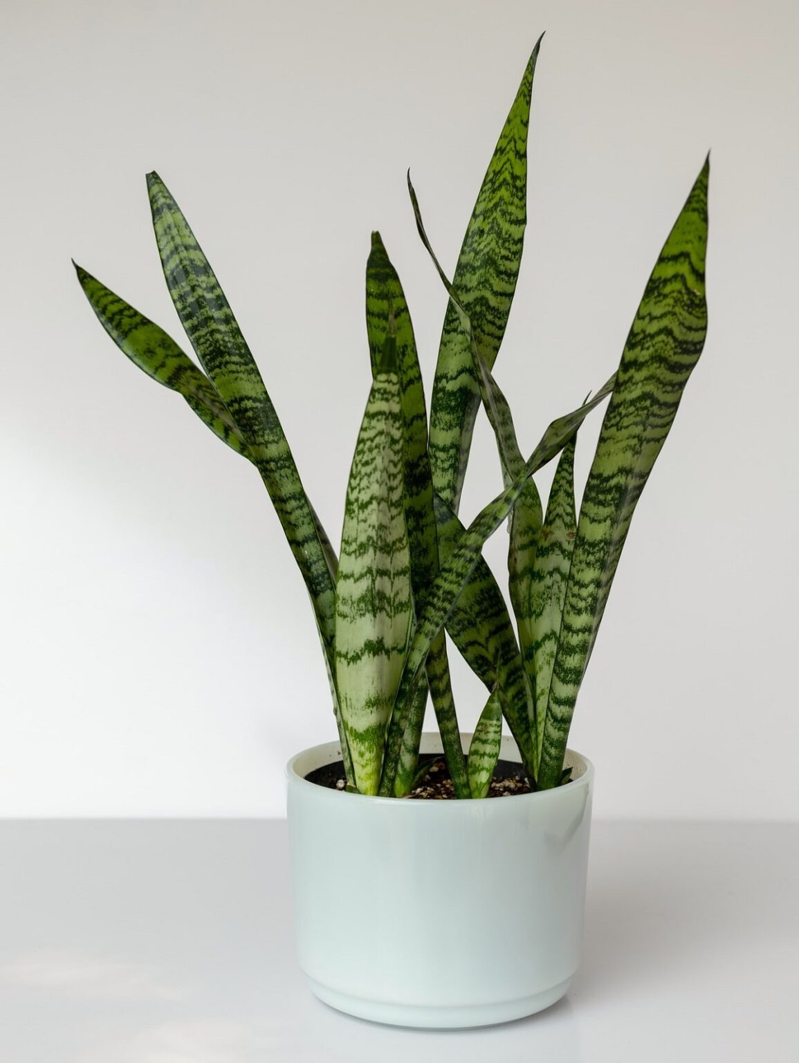 10 Tipos de SANSEVIERIA: Nombres, Fotos y Características