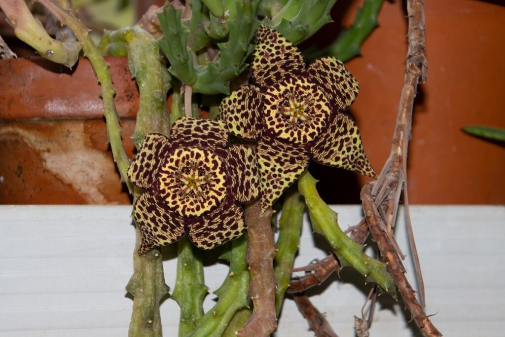 STAPELIA: Características y Cuidados de este original cactus