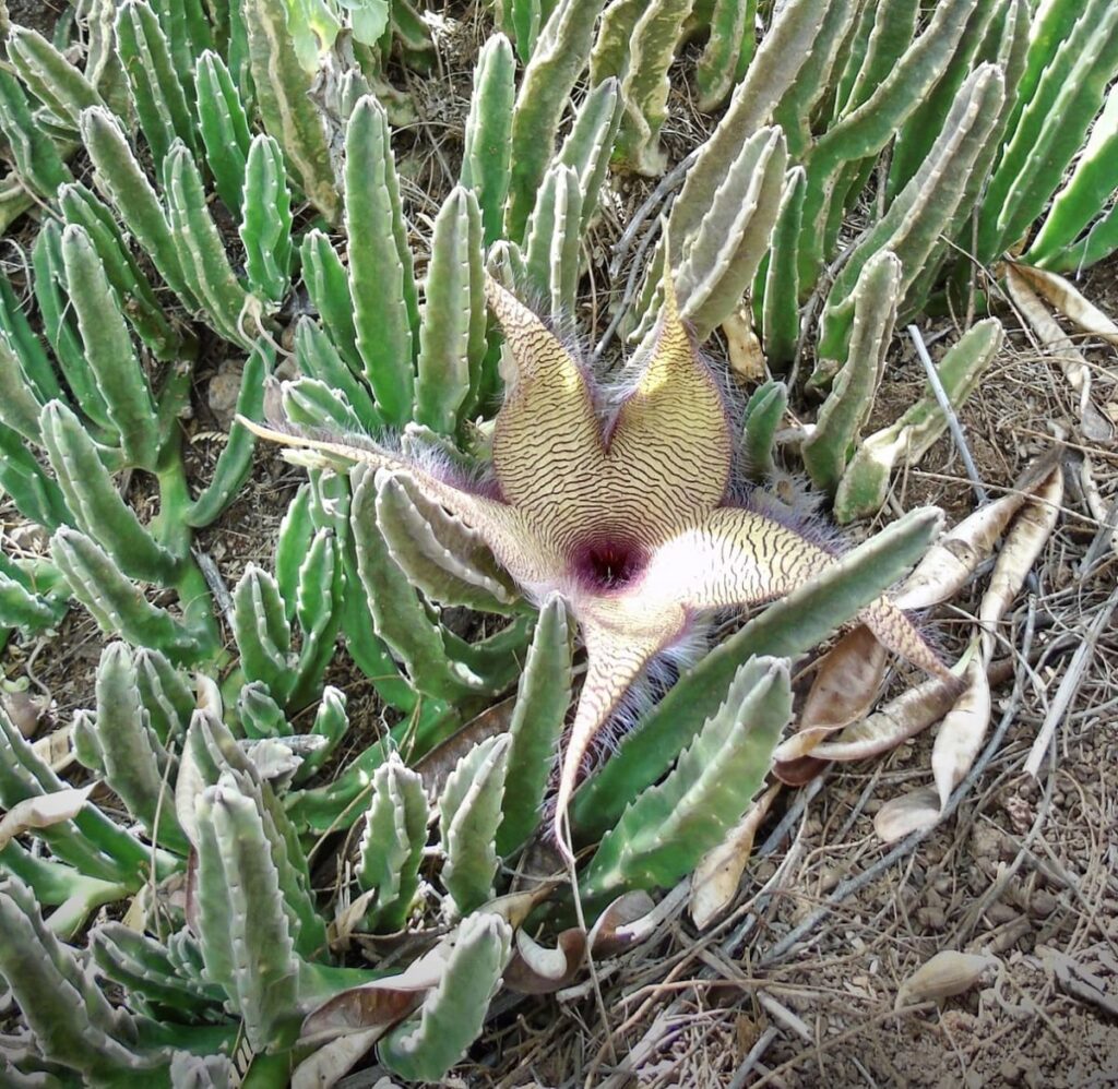 STAPELIA: Características y Cuidados de este original cactus